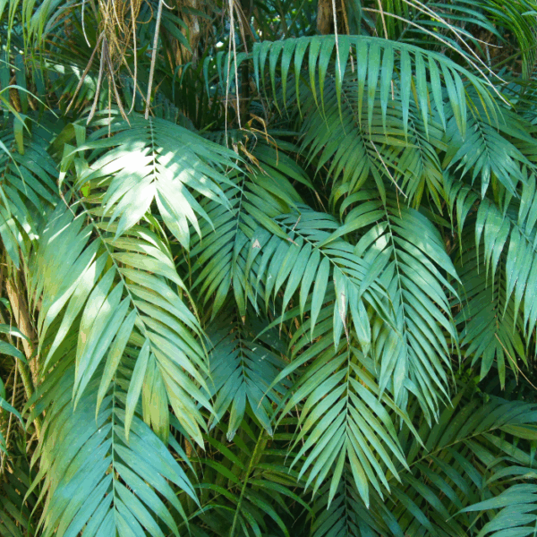 75 Different Types of Palm Trees (With Pictures and Names)