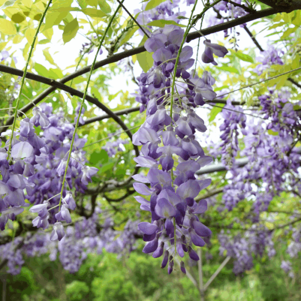 15 Blue Flowering Trees (With Identification Pictures)