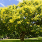 35 Different Types of Yellow Flowering Trees (With Pics)