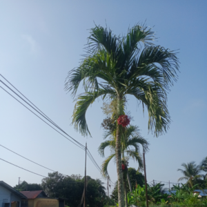 75 Different Types of Palm Trees (With Pictures and Names)