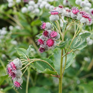 25 Weeds With Purple Flowers (Identification Guide)