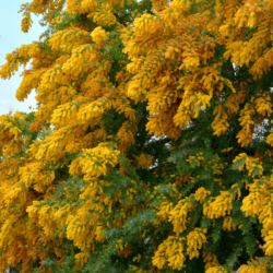 35 Different Types of Yellow Flowering Trees (With Pics)