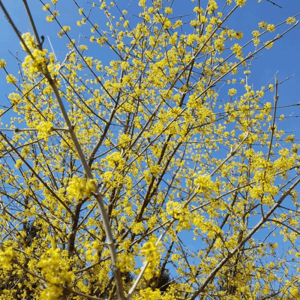 35 Different Types of Yellow Flowering Trees (With Pics)