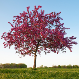 25 Red Flowering Trees (With Identification Pictures!)