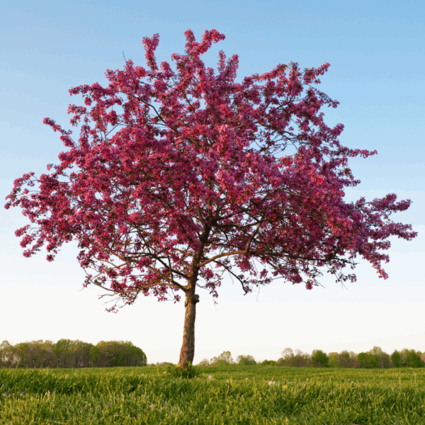 25 Red Flowering Trees (With Identification Pictures!)