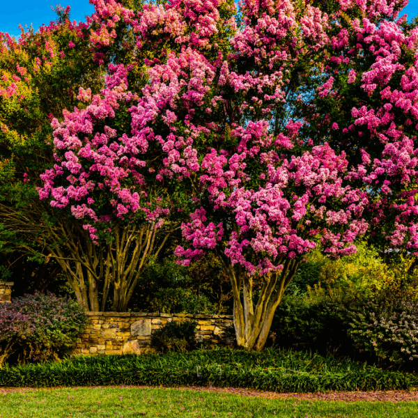 25 Red Flowering Trees (With Identification Pictures!)
