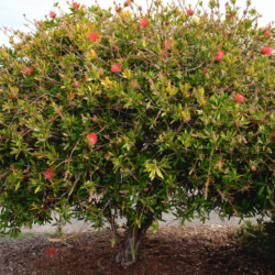 25 Red Flowering Trees (With Identification Pictures!)