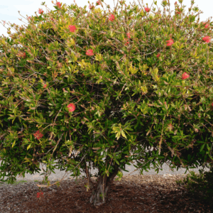 25 Red Flowering Trees (With Identification Pictures!)