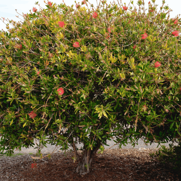 25 Red Flowering Trees (With Identification Pictures!)