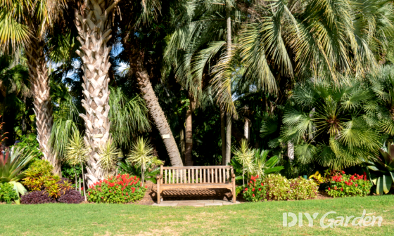 75 Different Types of Palm Trees (With Pictures and Names)