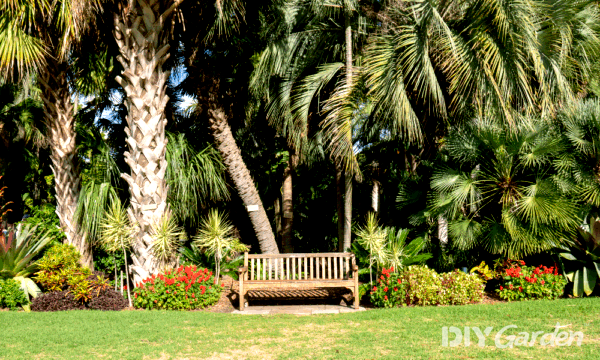 75 Different Types of Palm Trees (With Pictures and Names)