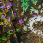 25 Weeds With Purple Flowers (Identification Guide)