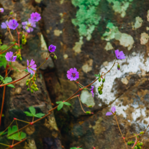 25 Weeds With Purple Flowers (Identification Guide)