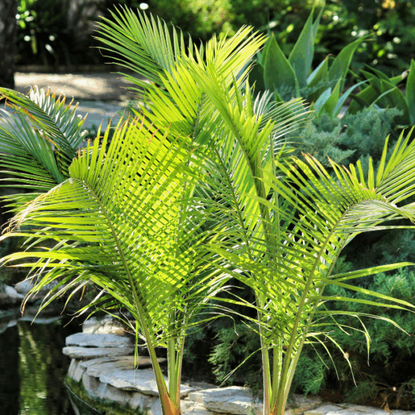 75 Different Types of Palm Trees (With Pictures and Names)