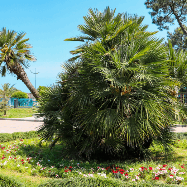 75 Different Types of Palm Trees (With Pictures and Names)