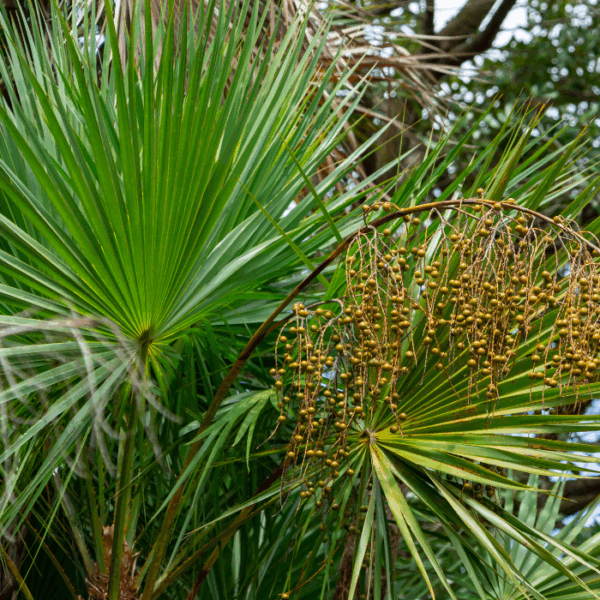 75 Different Types of Palm Trees (With Pictures and Names)