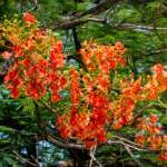 17 Outstanding Orange Flowering Trees (With Pictures!)
