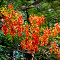 17 Outstanding Orange Flowering Trees (With Pictures!)