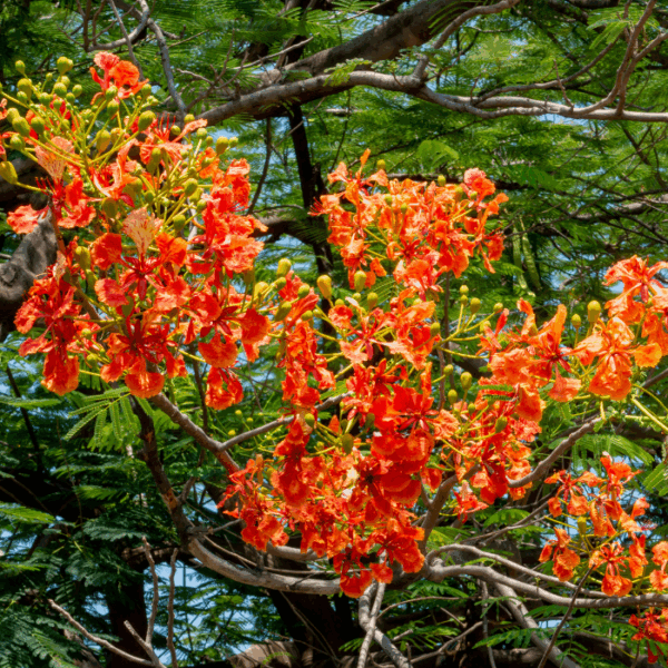 17 Outstanding Orange Flowering Trees (With Pictures!)