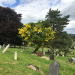 35 Different Types of Yellow Flowering Trees (With Pics)