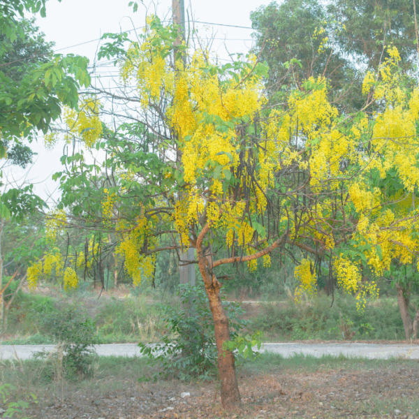 35 Different Types of Yellow Flowering Trees (With Pics)
