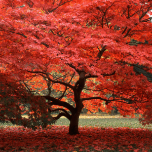 25 Red Flowering Trees (With Identification Pictures!)