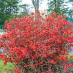 25 Red Flowering Trees (With Identification Pictures!)