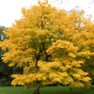 35 Different Types of Yellow Flowering Trees (With Pics)