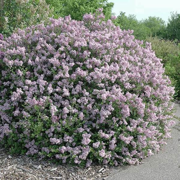 15 Blue Flowering Trees (With Identification Pictures)