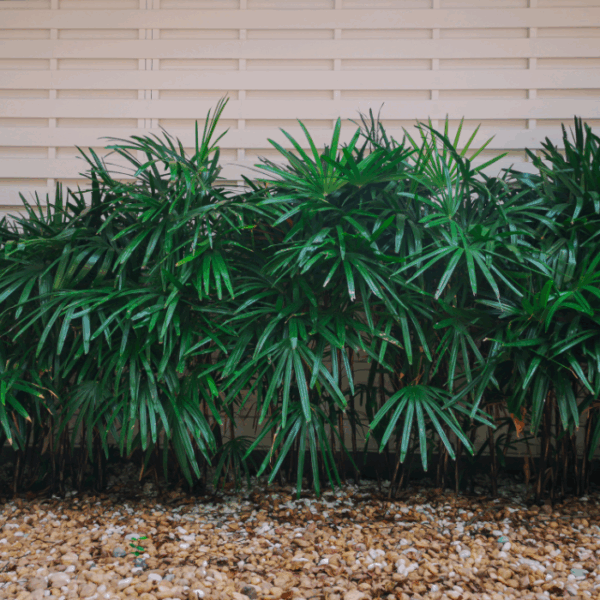 75 Different Types of Palm Trees (With Pictures and Names)