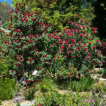 25 Red Flowering Trees (With Identification Pictures!)