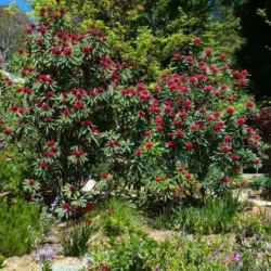 25 Red Flowering Trees (With Identification Pictures!)