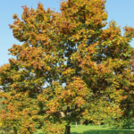 25 Red Flowering Trees (With Identification Pictures!)