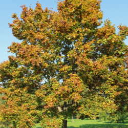 25 Red Flowering Trees (With Identification Pictures!)