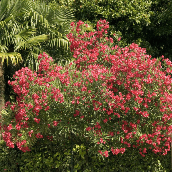 25 Red Flowering Trees (With Identification Pictures!)