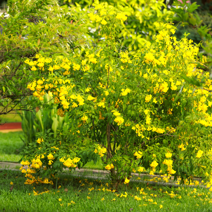 17 Outstanding Orange Flowering Trees (With Pictures!)
