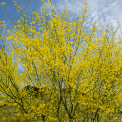 35 Different Types of Yellow Flowering Trees (With Pics)