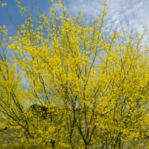 35 Different Types of Yellow Flowering Trees (With Pics)