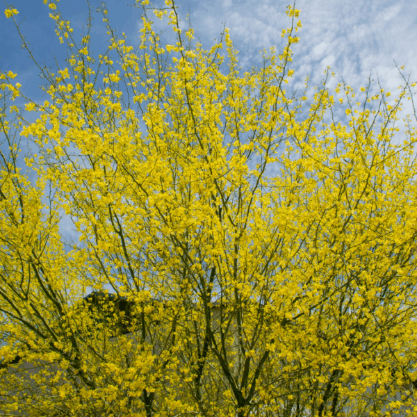35 Different Types of Yellow Flowering Trees (With Pics)
