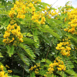 35 Different Types of Yellow Flowering Trees (With Pics)