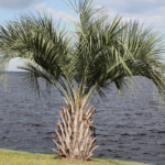 75 Different Types of Palm Trees (With Pictures and Names)