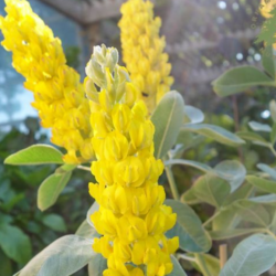 35 Different Types of Yellow Flowering Trees (With Pics)