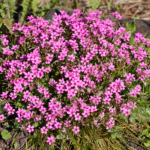 25 Weeds With Purple Flowers (Identification Guide)