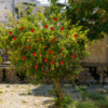 25 Red Flowering Trees (With Identification Pictures!)