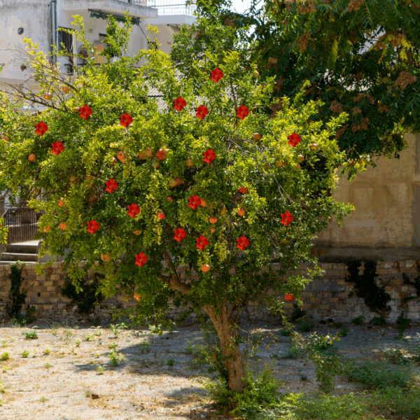 25 Red Flowering Trees (With Identification Pictures!)
