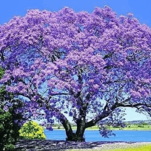 15 Blue Flowering Trees (With Identification Pictures)