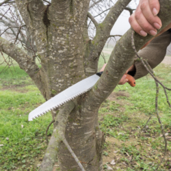 15 Types of Tree Cutting Tools For Pruning, Felling, & Wood