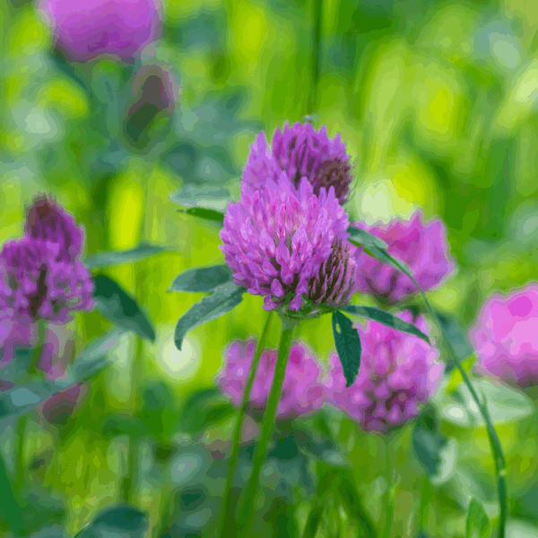 25 Weeds With Purple Flowers (Identification Guide)