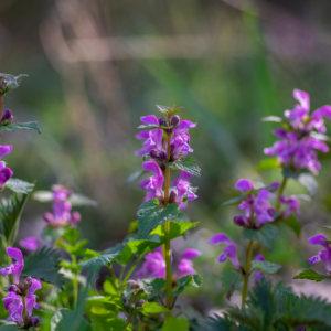 25 Weeds With Purple Flowers (Identification Guide)