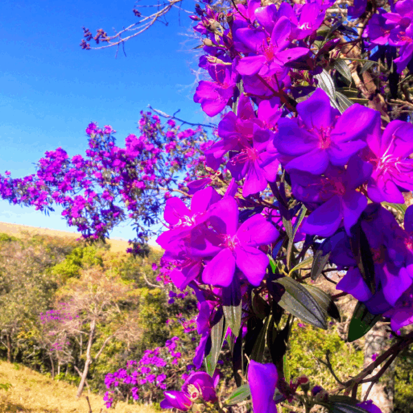 15 Blue Flowering Trees (With Identification Pictures)